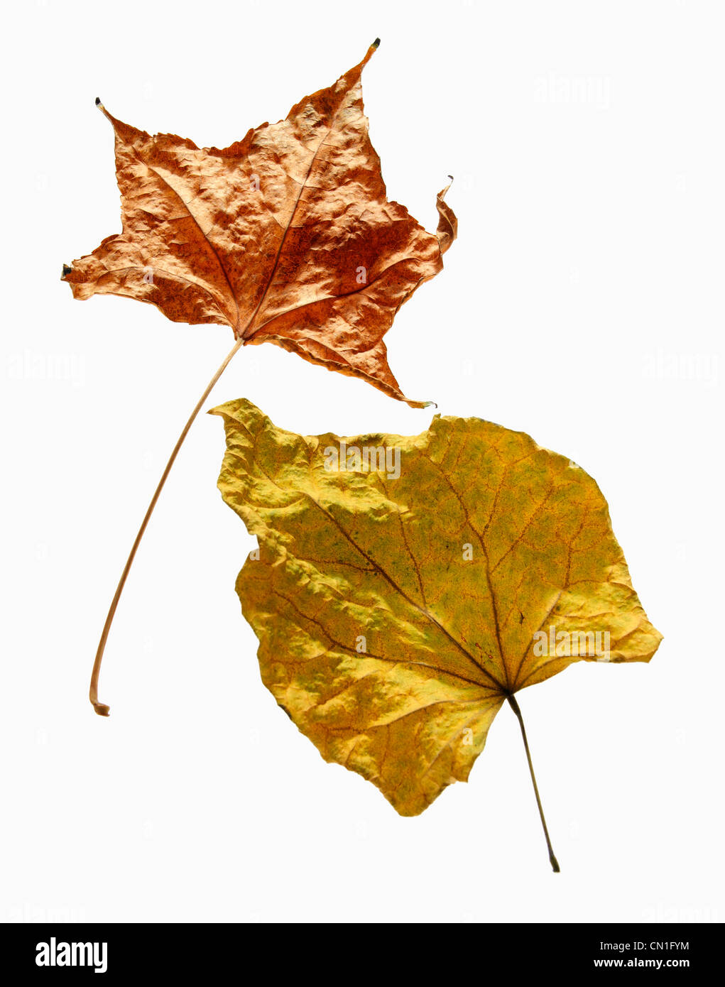Pairs of leaves hi-res stock photography and images - Alamy