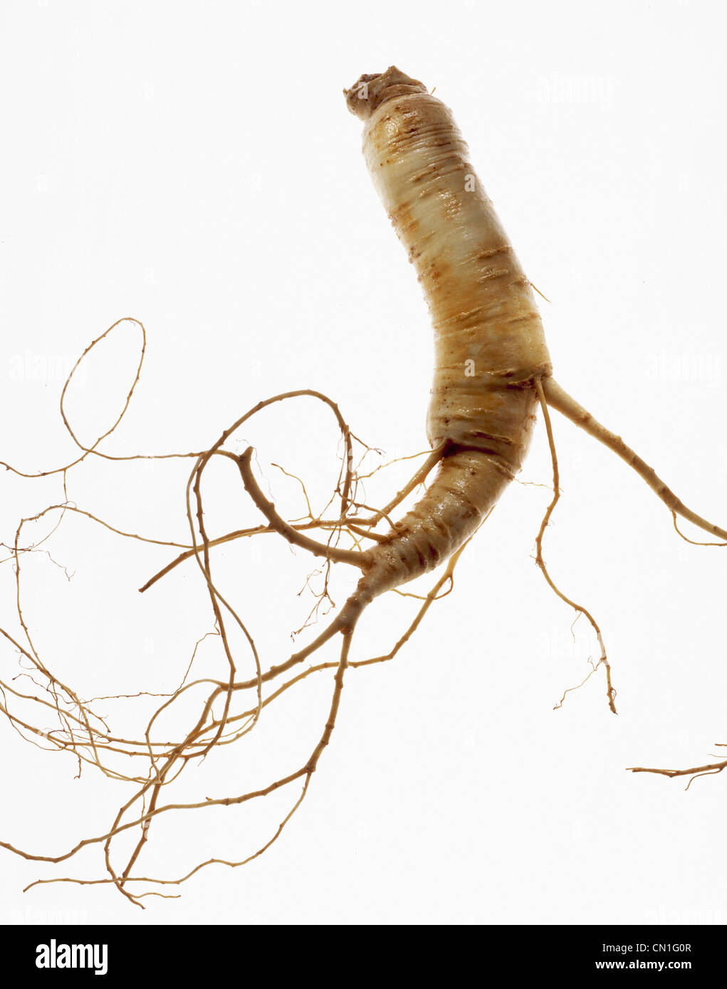Ginseng Root on White Stock Photo - Alamy