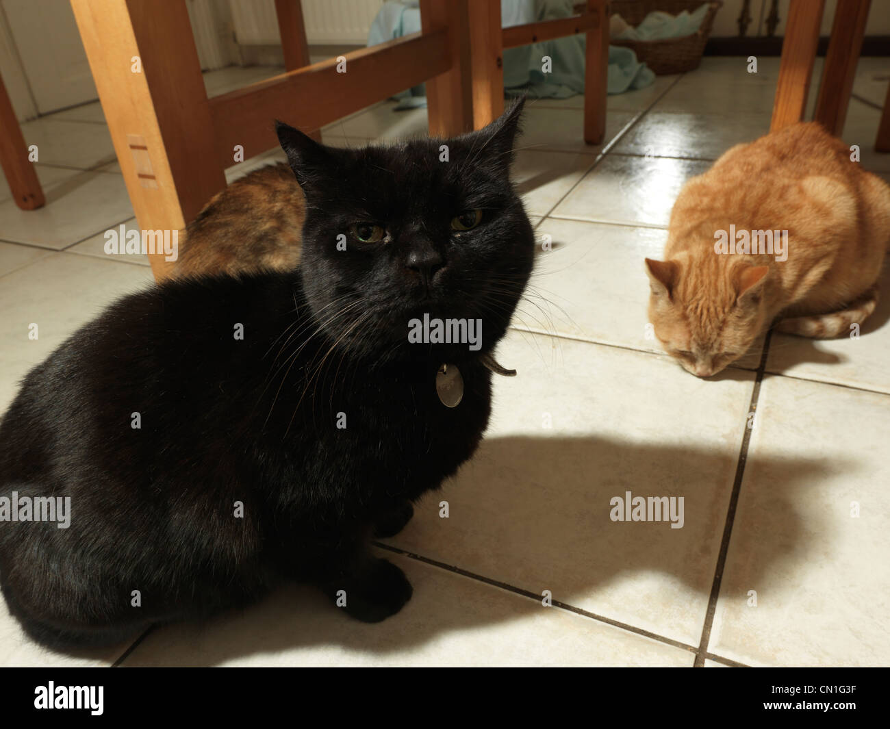 Three black cats hi-res stock photography and images - Alamy