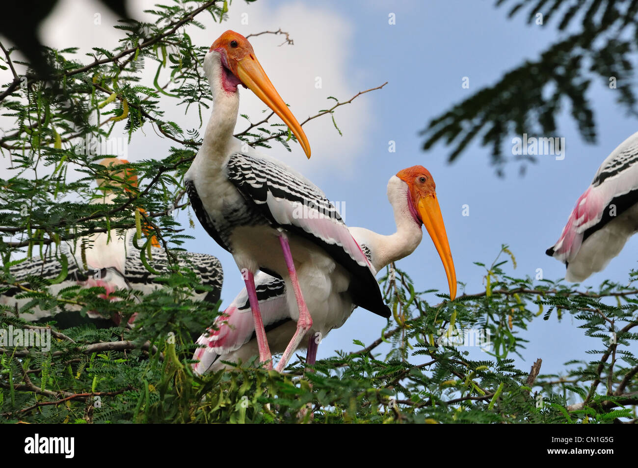Painted stork colonies hi-res stock photography and images - Alamy