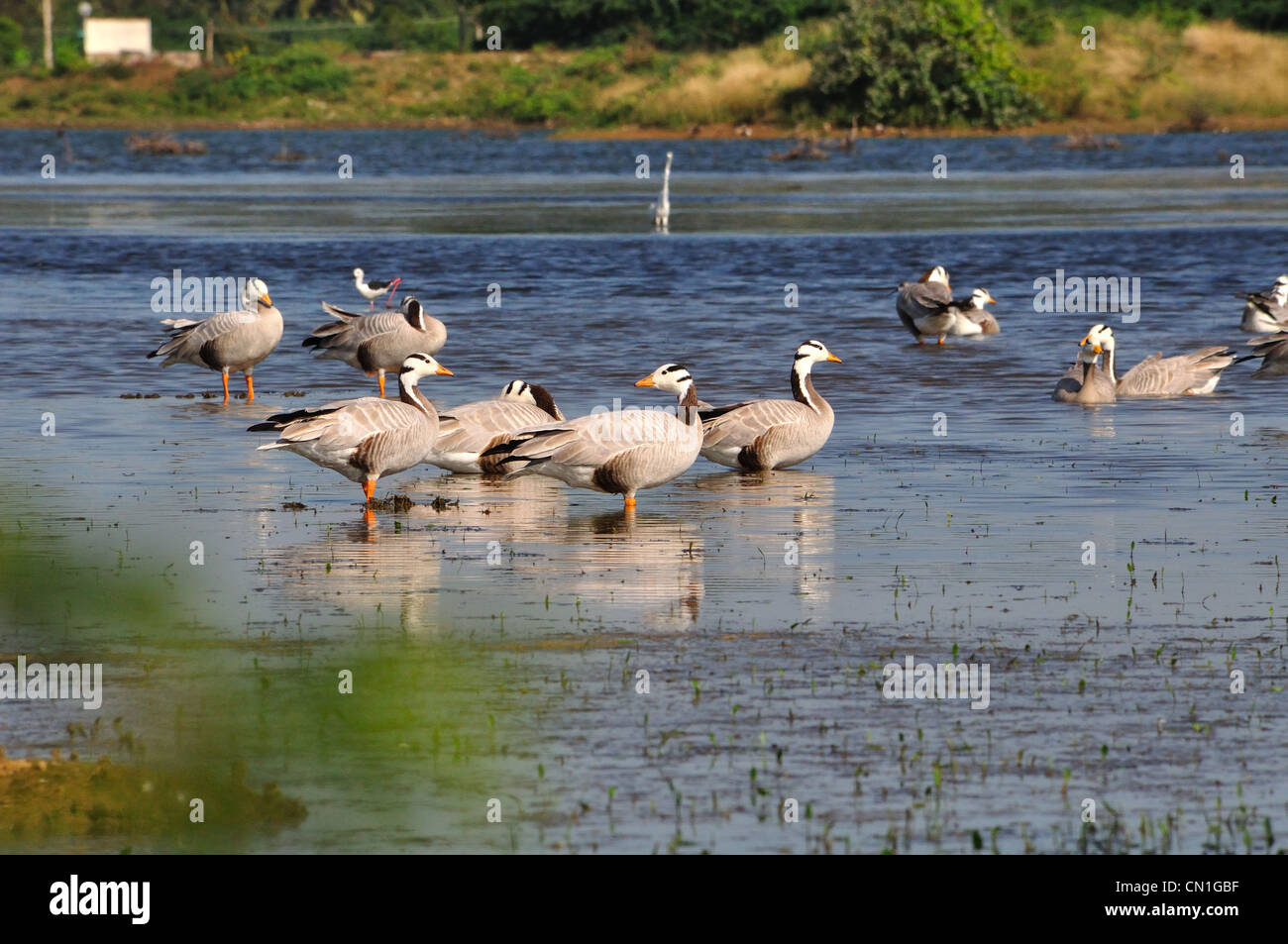 Bar-headed Goose ( Anser indicus Stock Photo - Alamy