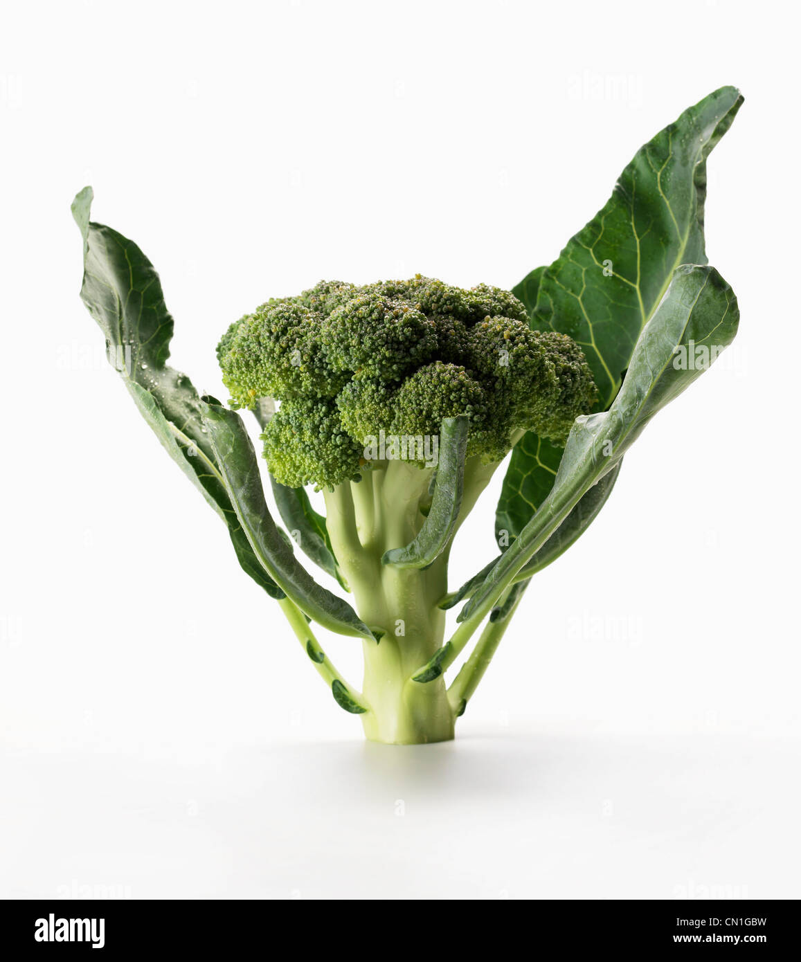 Broccoli with leaves hi-res stock photography and images - Alamy