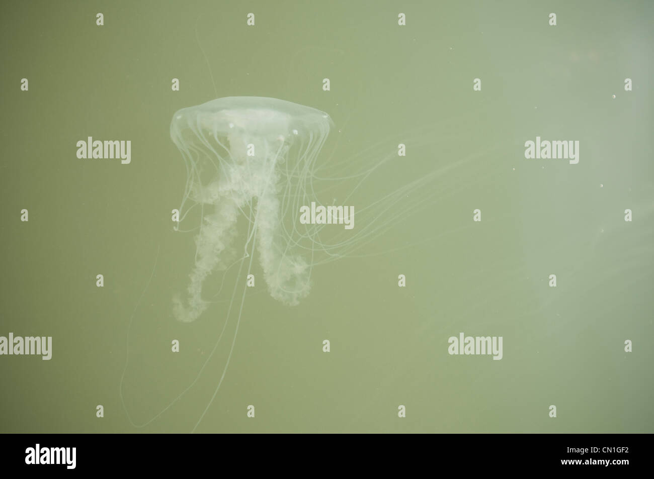 Jellyfish sea jellies floating in hi-res stock photography and images ...