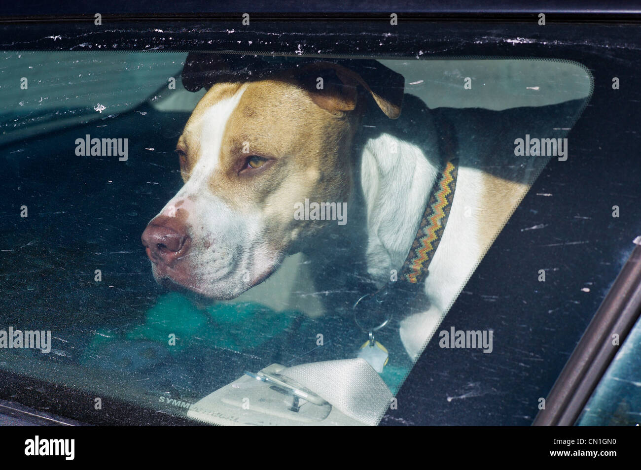 Face outside car window hi-res stock photography and images - Alamy