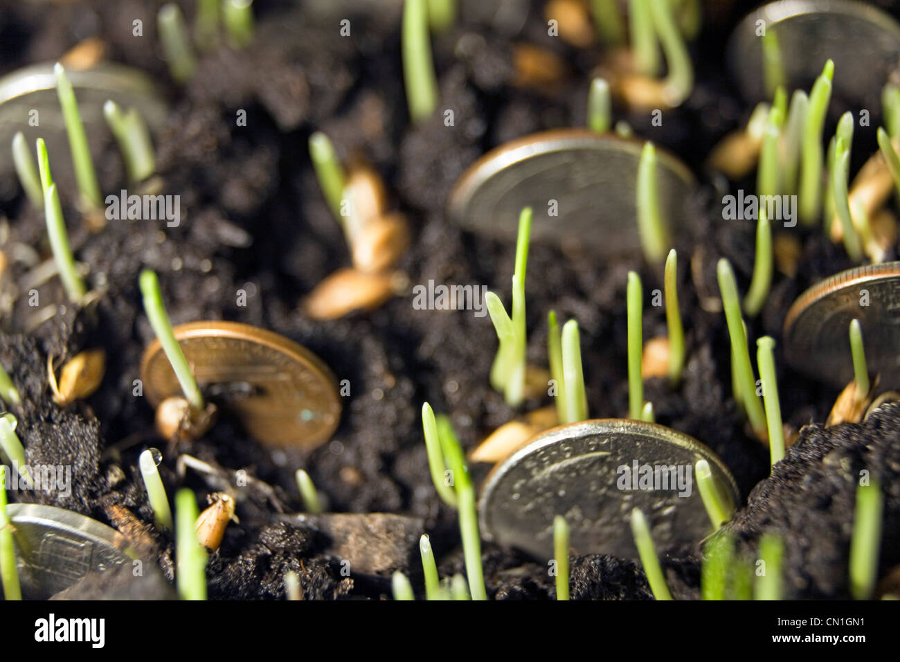 Coins Growing in Soil Stock Photo - Alamy