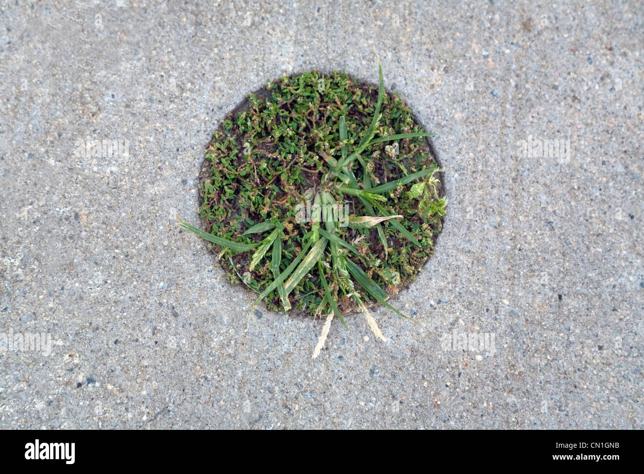 Circle of Plants Surrounded by Concrete Stock Photo - Alamy
