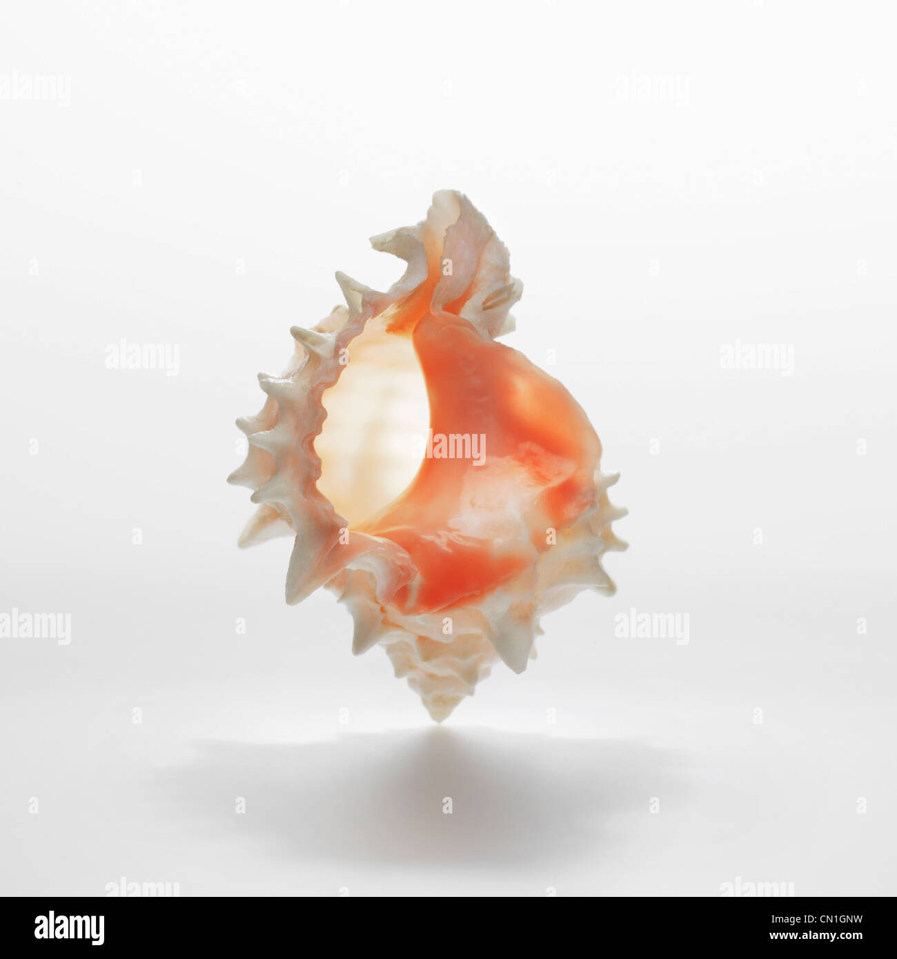 Spiny exoskeleton hi-res stock photography and images - Alamy