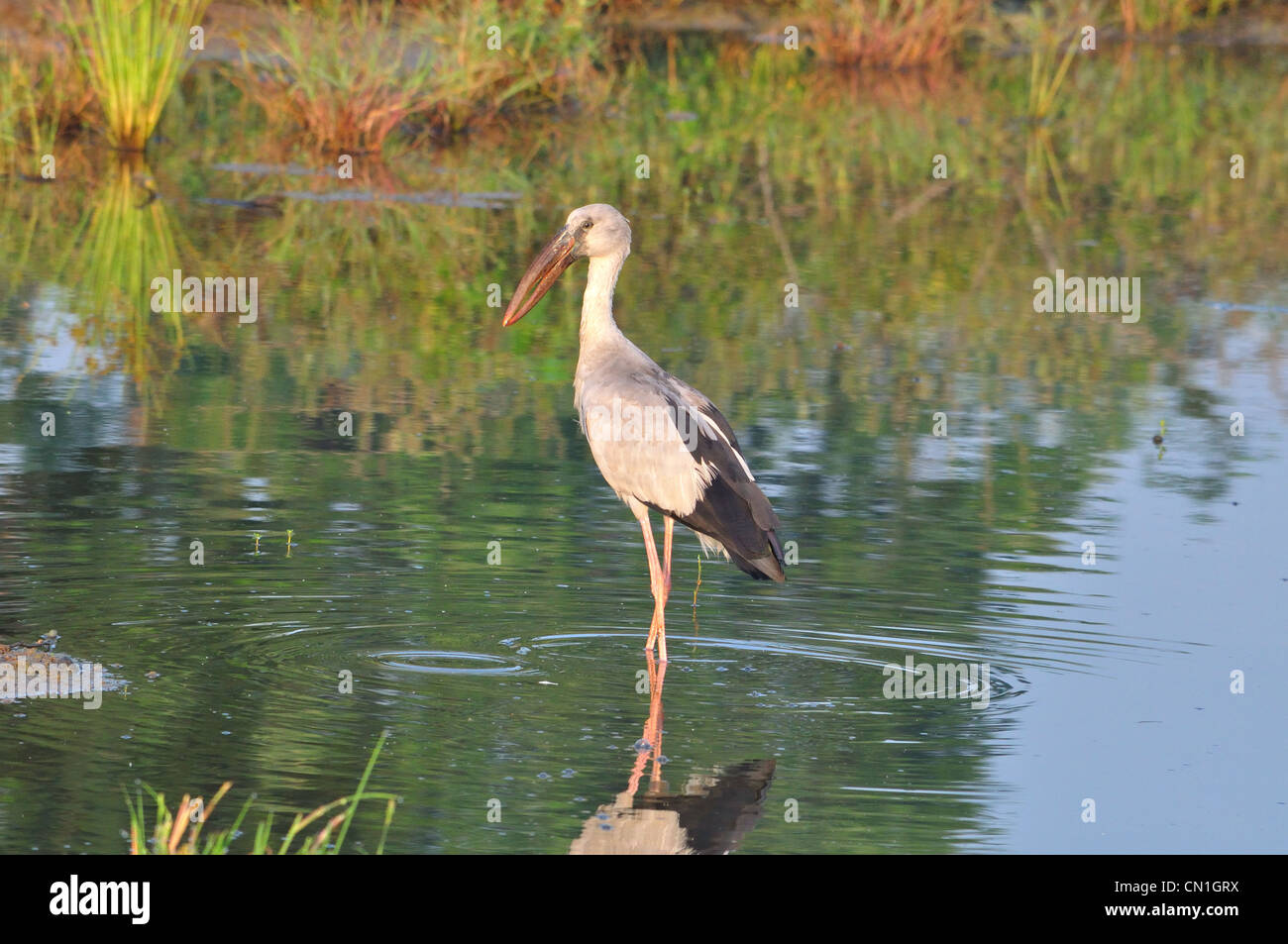 Openbill stork in the kinnerasani bird sanctuary of andhra hi-res stock ...