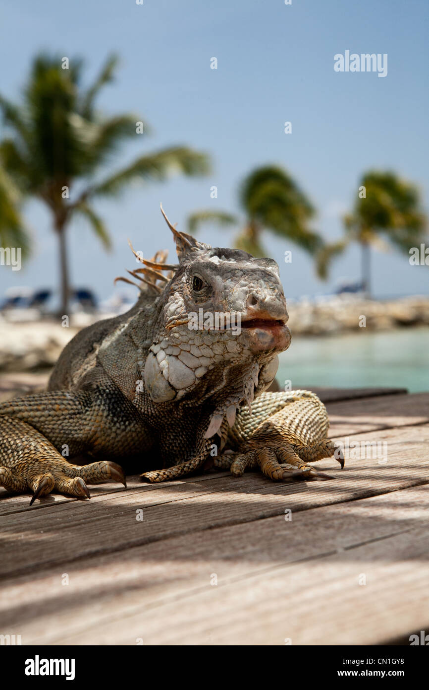Aruba lizard hi-res stock photography and images - Alamy