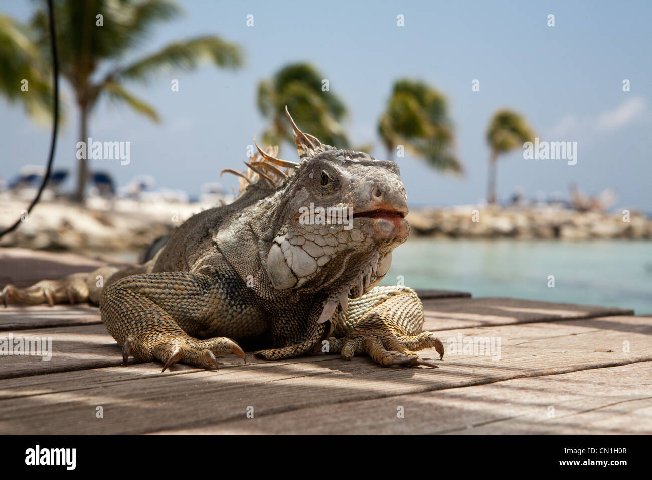 Aruba lizard hi-res stock photography and images - Alamy