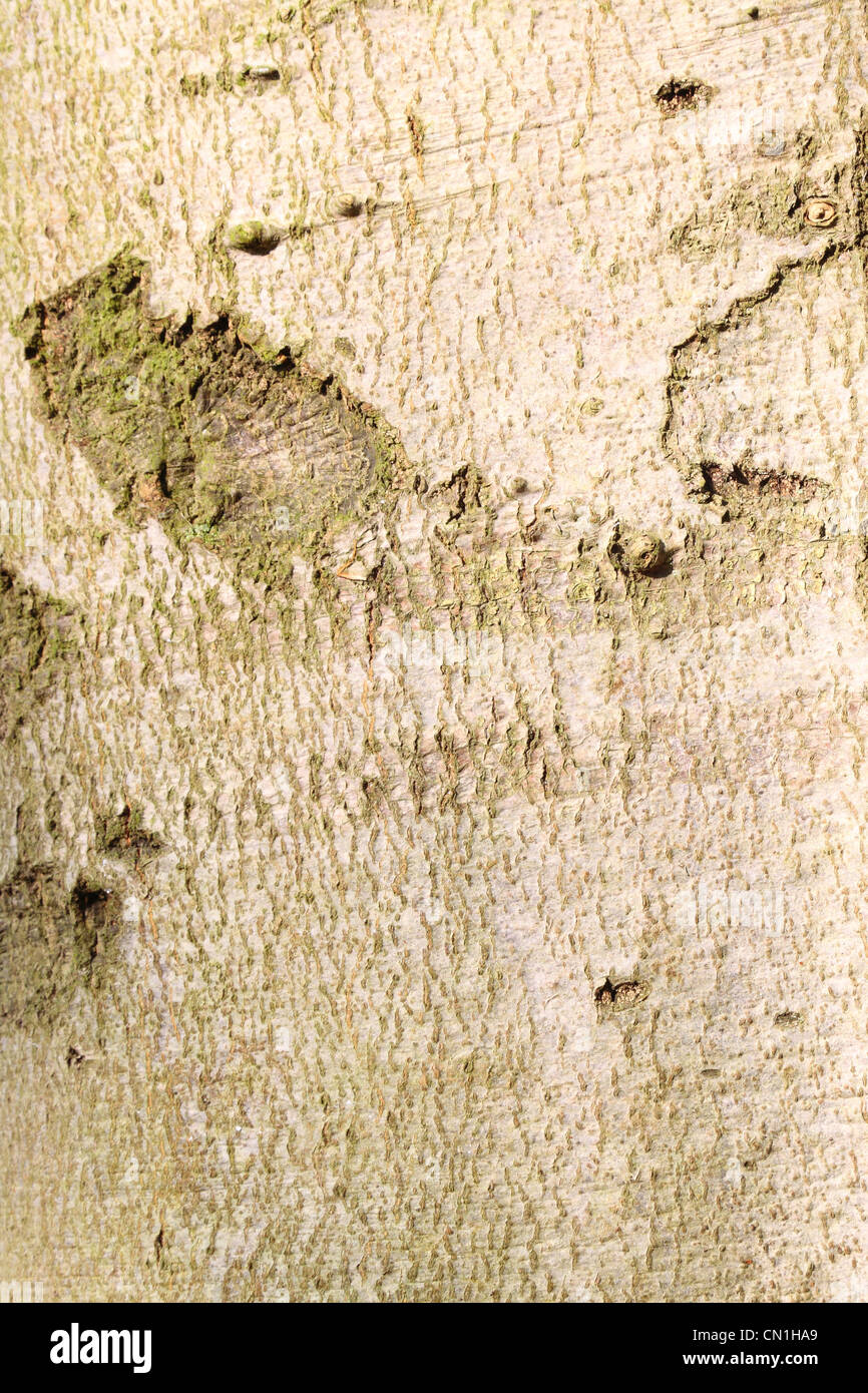 green n tree bark texture background Stock Photo - Alamy