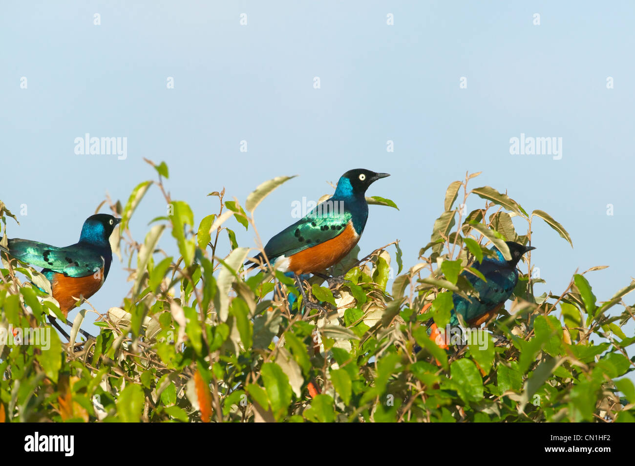 Starling (Lamprotornis superbus), Masai Mara National Reserve, Kenya ...