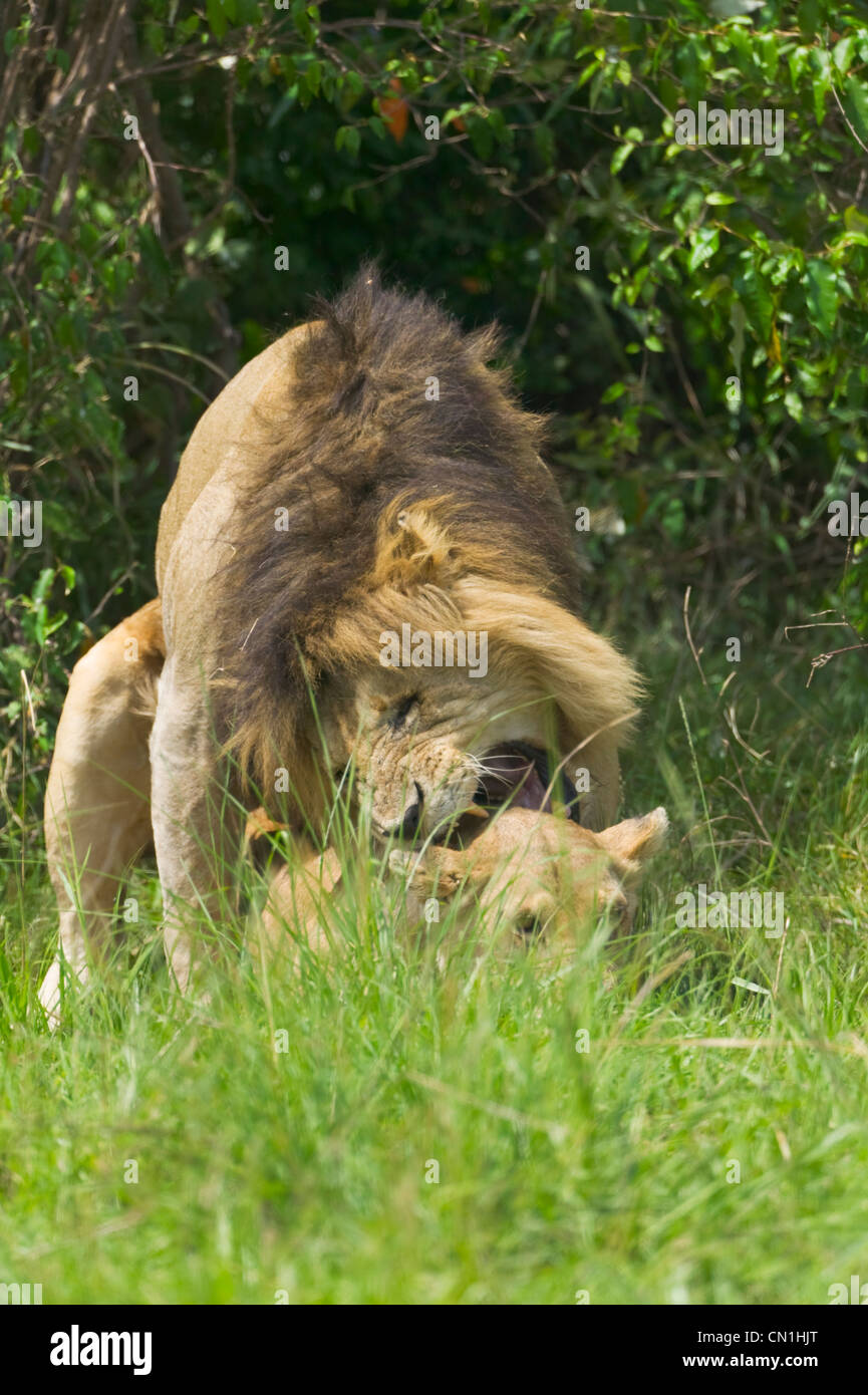 Lions mating on the savanah, Masai Mara National Reserve, Kenya Stock ...