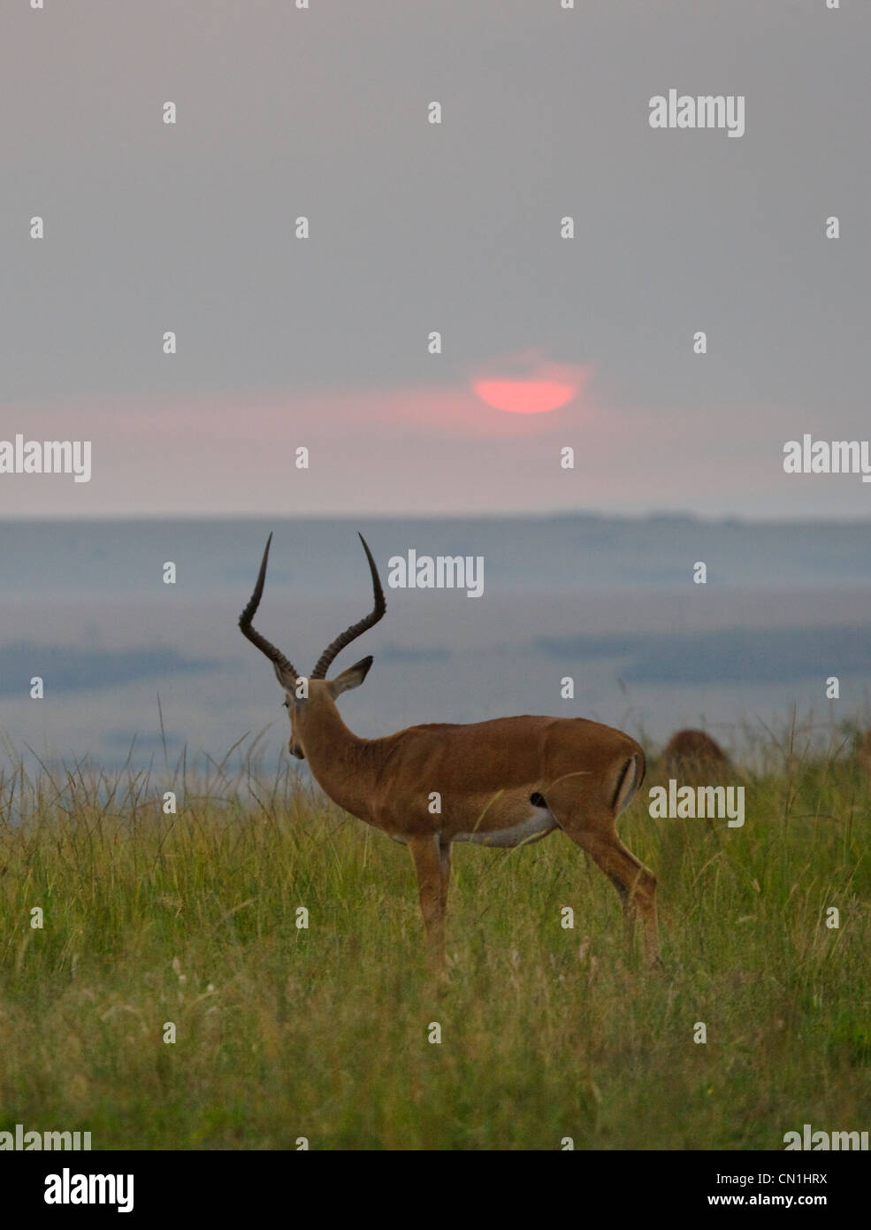 Thomson's Gazelle (Gazella thomsoni) on the savanah, Masai Mara ...