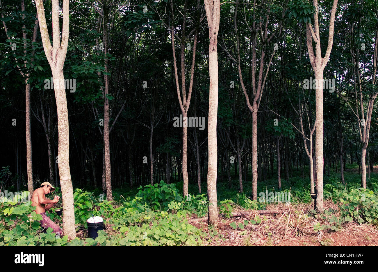 Rubber tapping hi-res stock photography and images - Alamy
