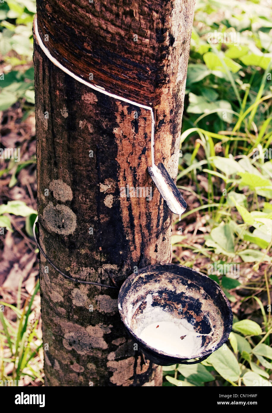 Tropical rubber trees hi-res stock photography and images - Alamy