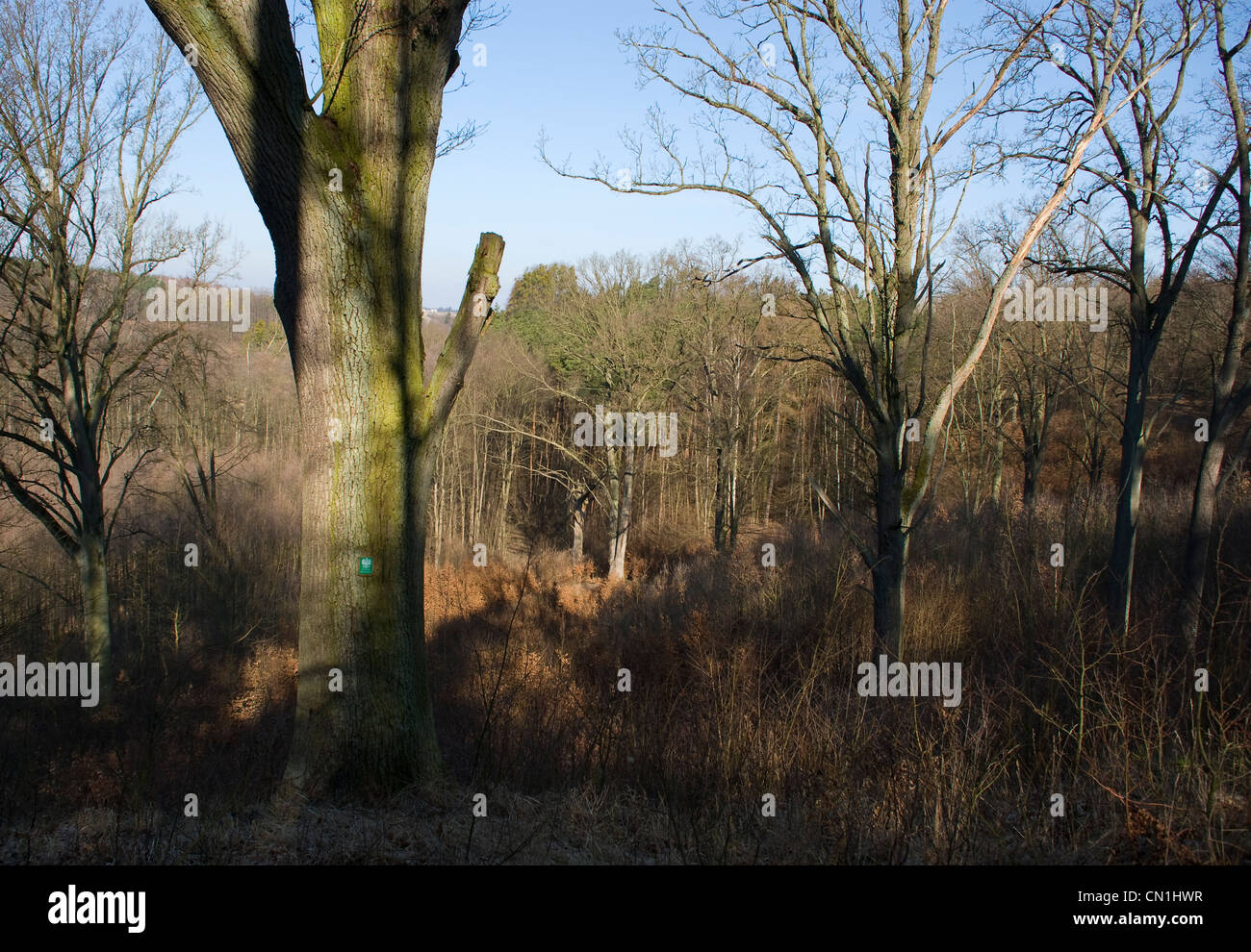 Old alder tree hi-res stock photography and images - Alamy