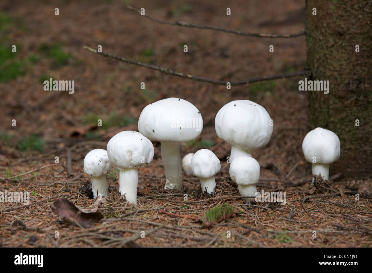 Wild mushrooms growing in nature Stock Photo - Alamy