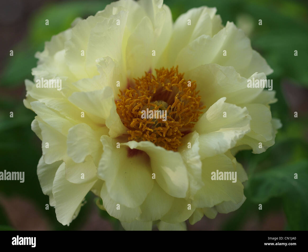 Yellow tree peony hi-res stock photography and images - Alamy