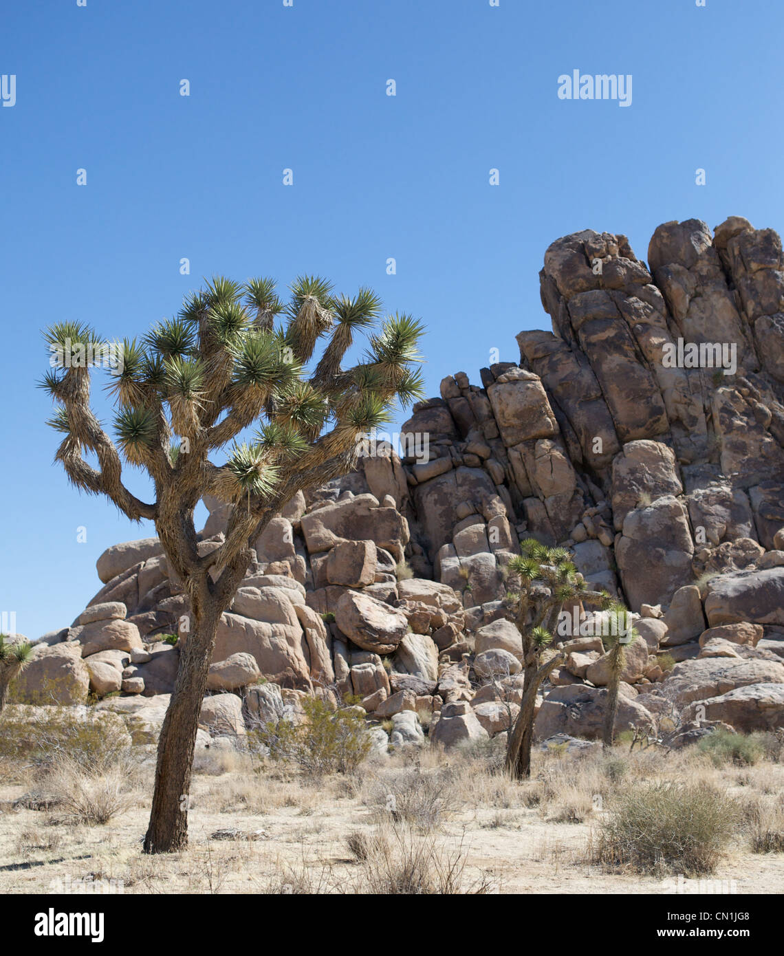 Joshua trees with rock formations in background Stock Photo - Alamy