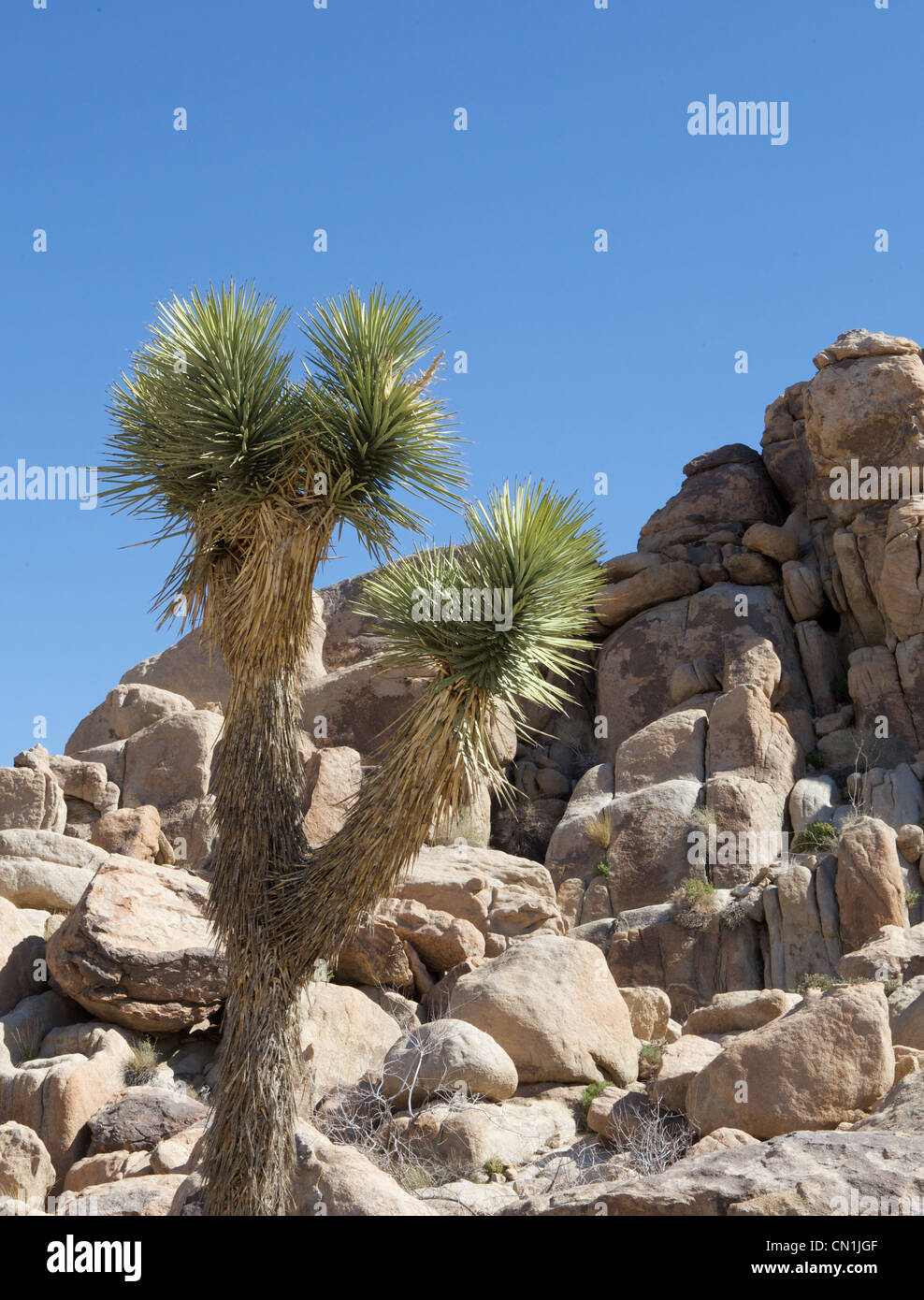 Joshua trees with rock formations Stock Photo - Alamy