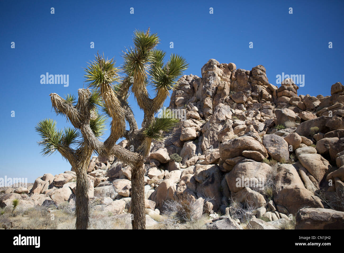 Joshua trees with rock formations Stock Photo - Alamy