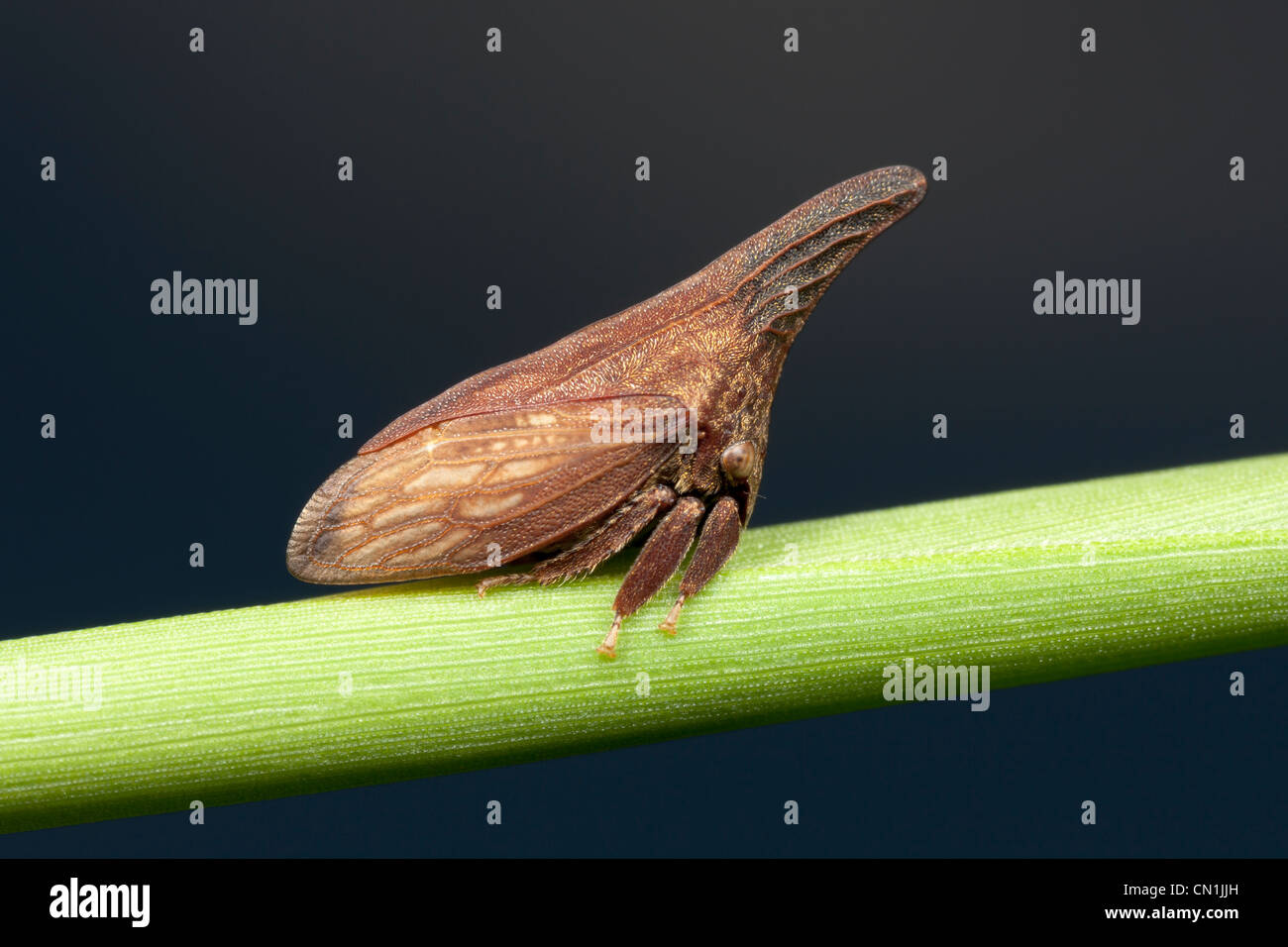 Treehopper hi-res stock photography and images - Alamy