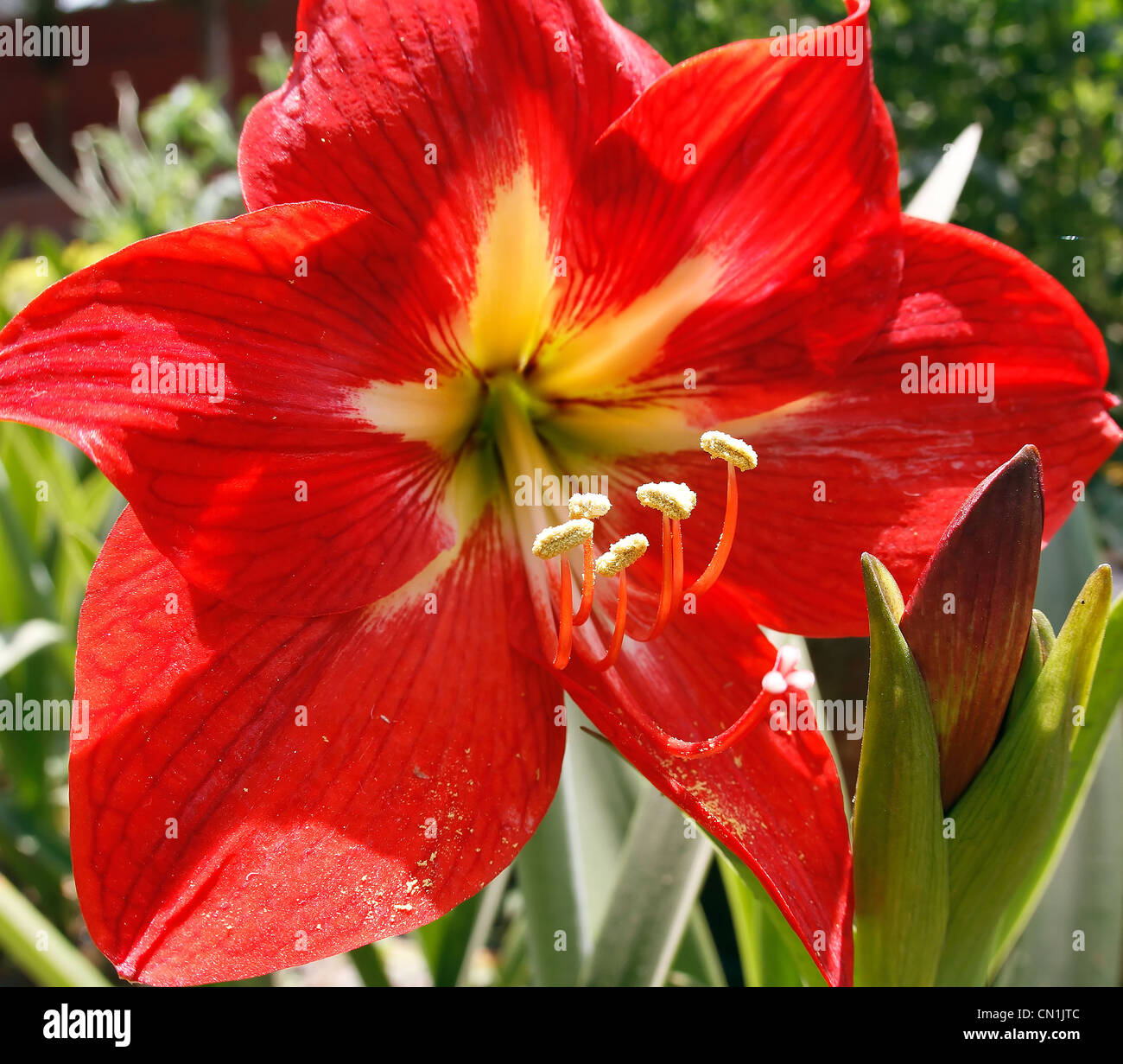 Red Lily Flower Stock Photo - Alamy