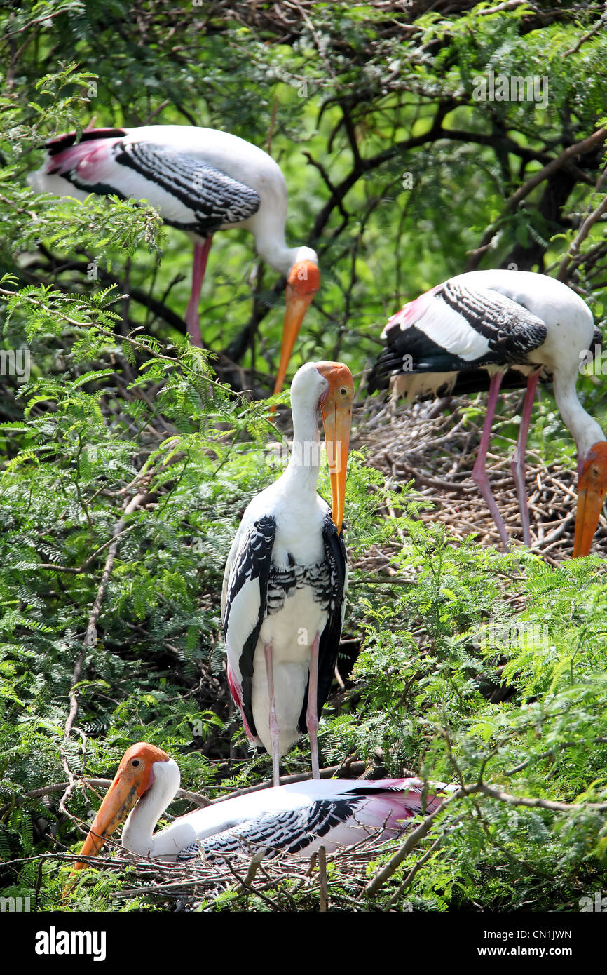 Painted stork mycteria leucocephala flock wetland hi-res stock ...
