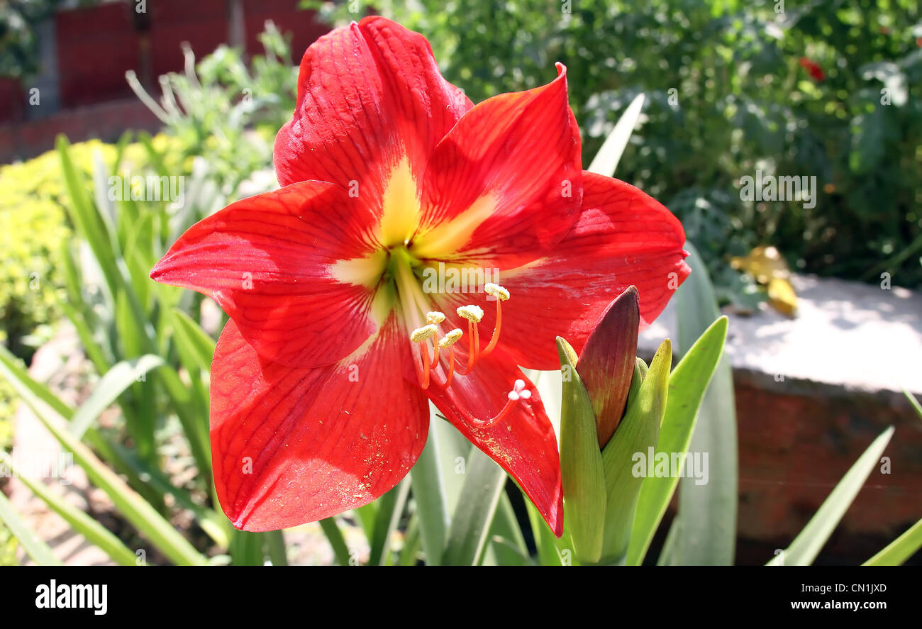 Red Lily Flower Stock Photo - Alamy