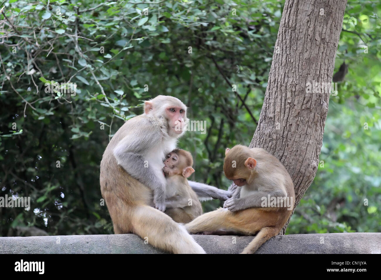 Species of macaque hi-res stock photography and images - Alamy