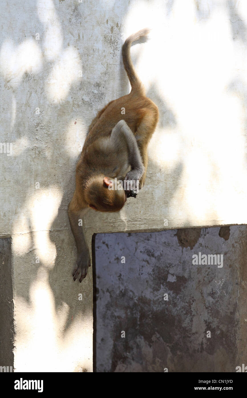 Monkey drinking water from water pipe Stock Photo - Alamy
