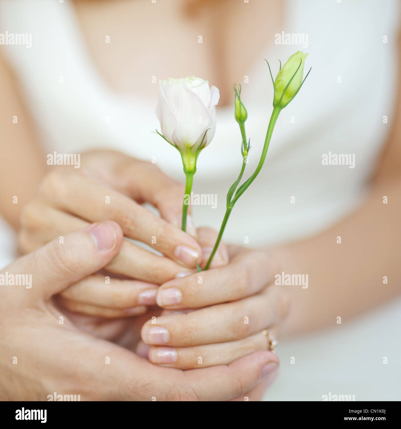 White rose in female hands hi-res stock photography and images - Alamy