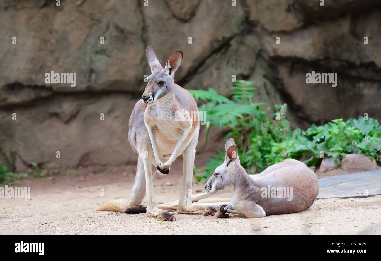 Kangaroo stand in Chicago zoo Stock Photo - Alamy