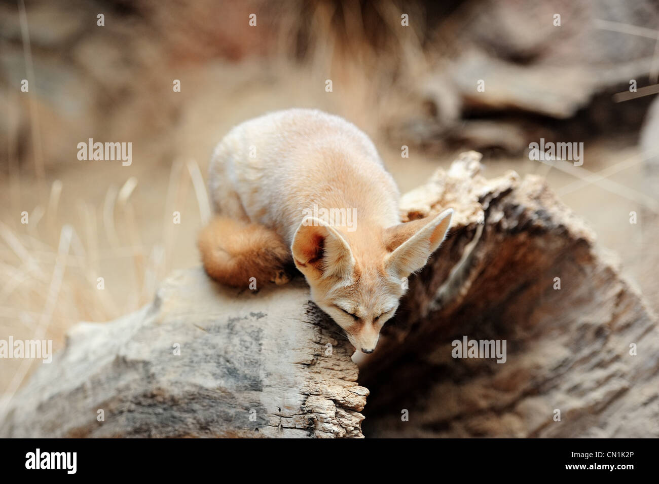 baby fox sleep in Chicago zoo Stock Photo - Alamy