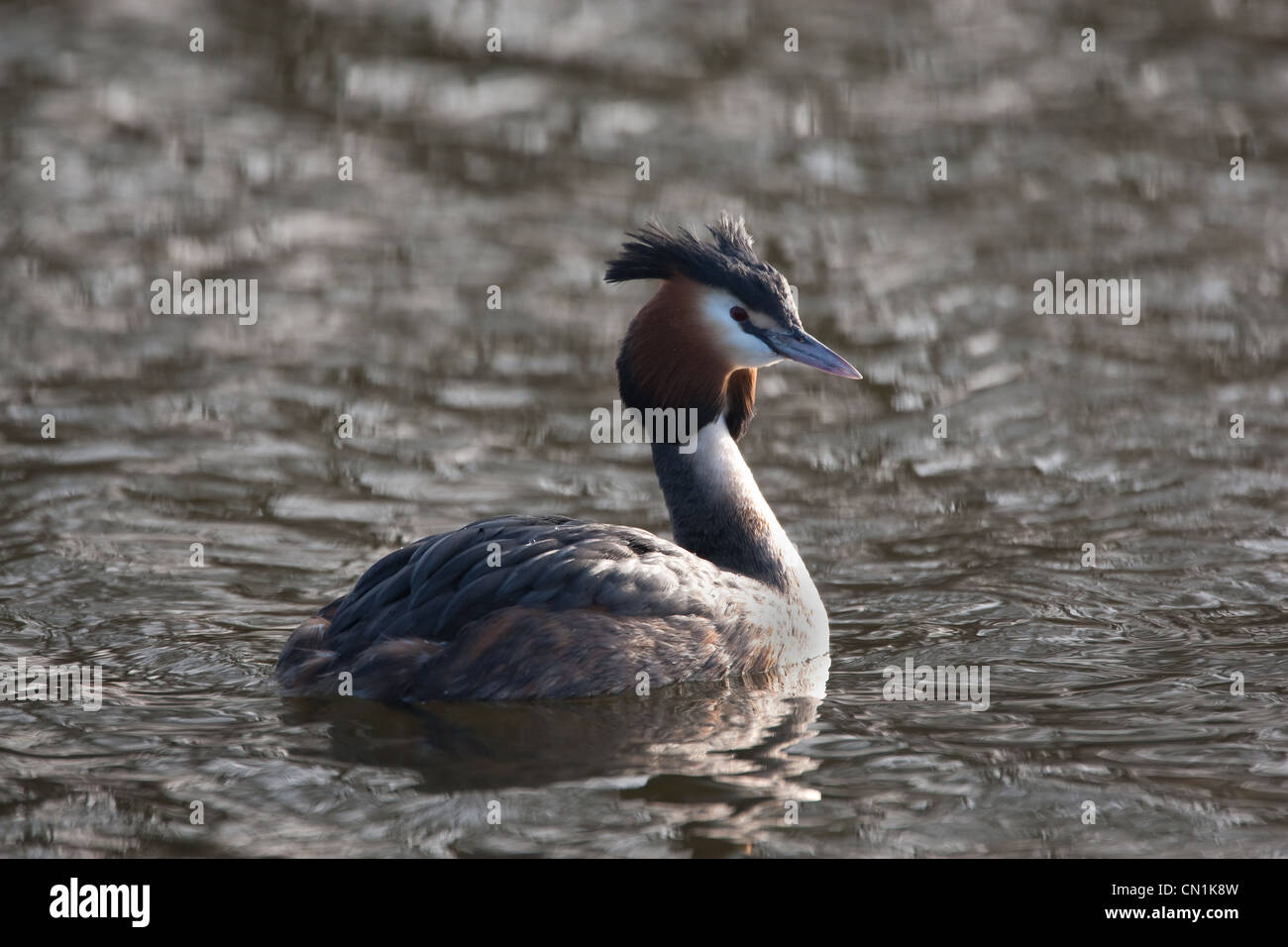 Habits of great crested grebes Stock Photo - Alamy