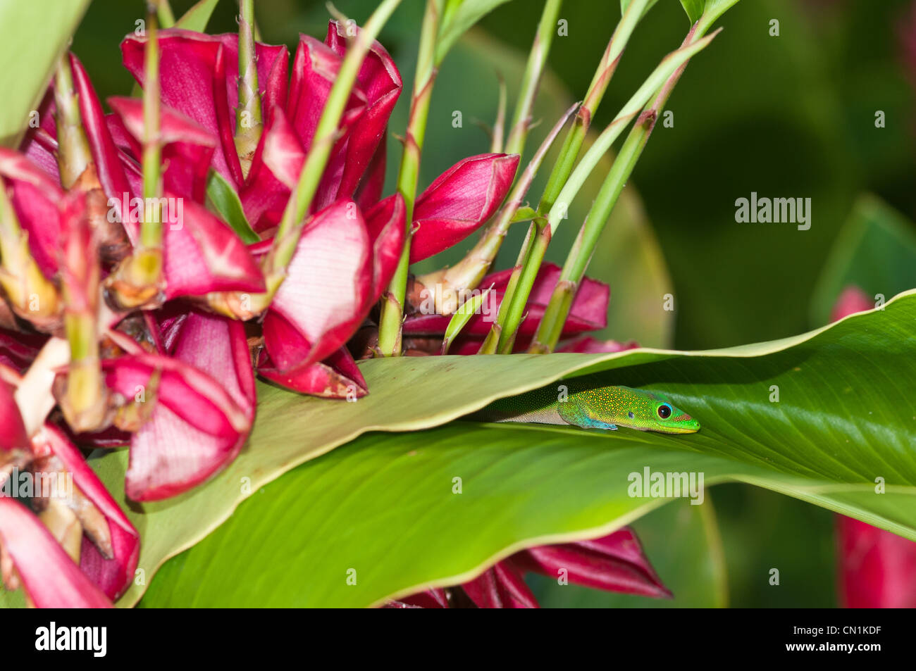 Hawaii gecko hi-res stock photography and images - Alamy