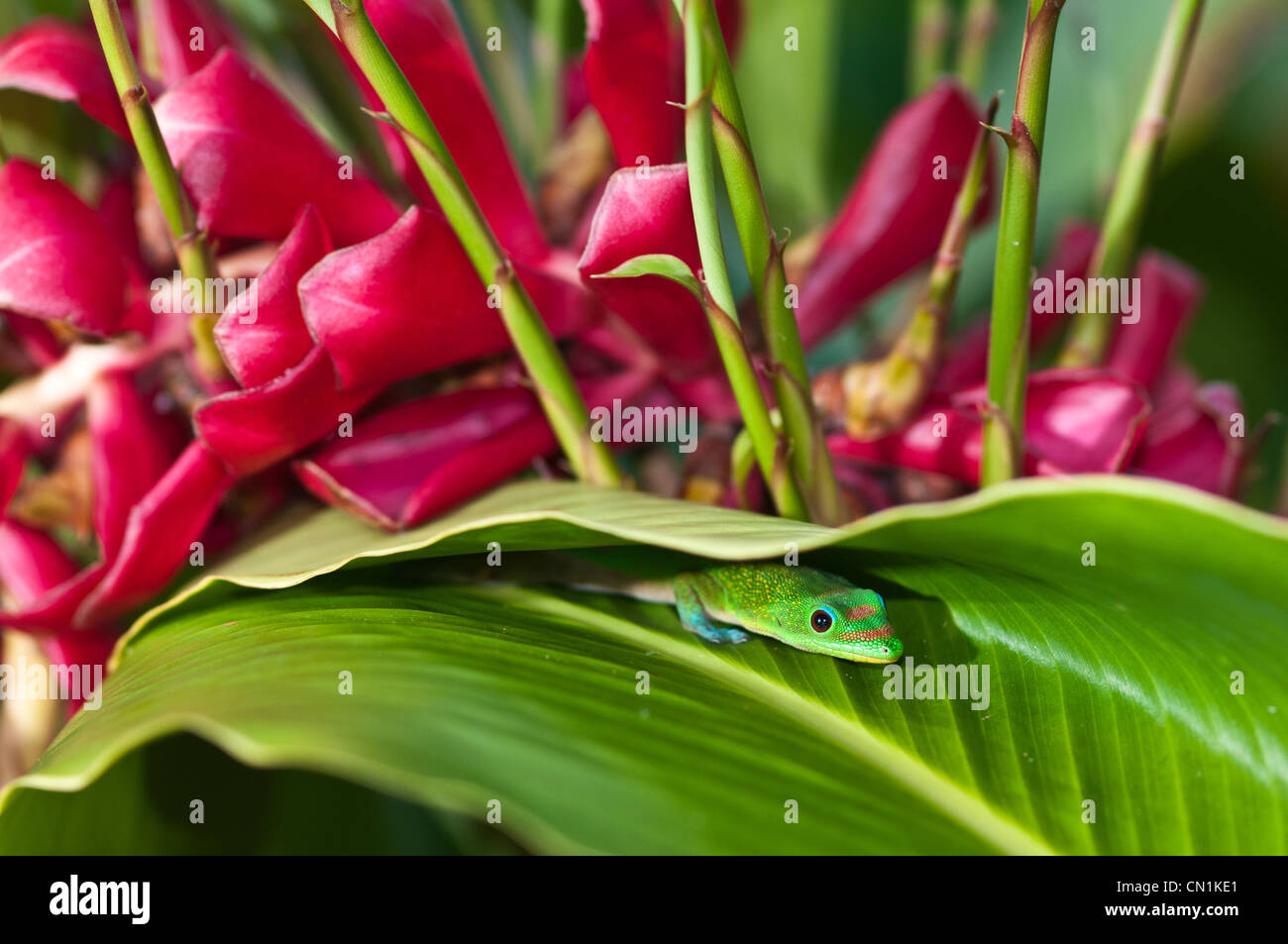Hawaii gecko hi-res stock photography and images - Alamy