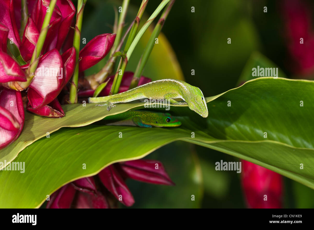 Kauai gecko hi-res stock photography and images - Alamy