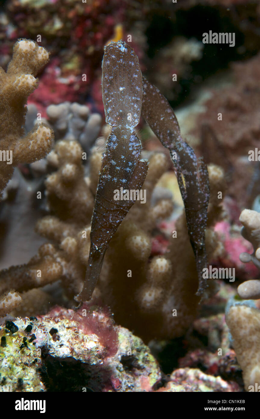 Robust ghost pipe fish Stock Photo - Alamy