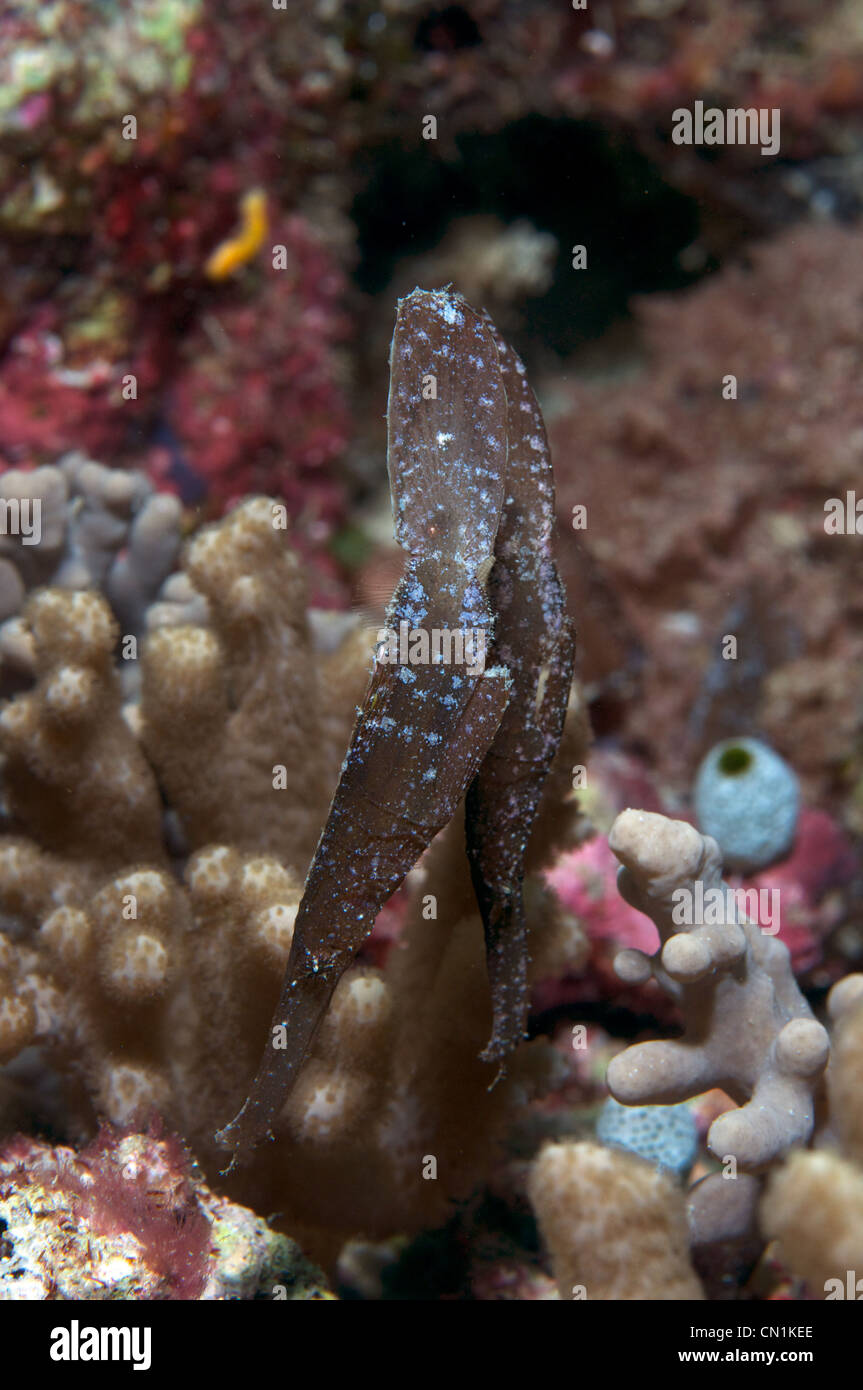 Robust ghost pipe fish Stock Photo - Alamy