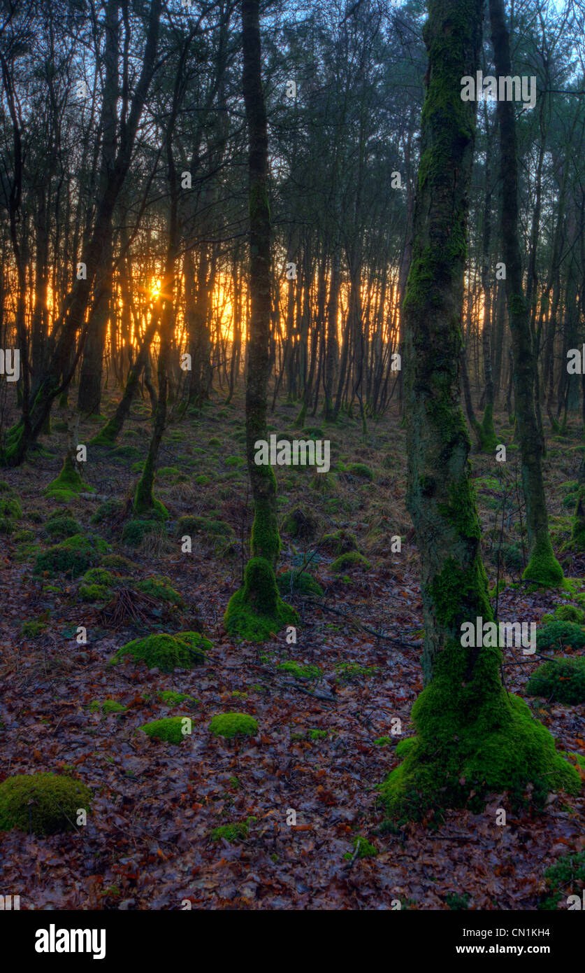 A marsh forest with moss clad Downy Birches (Betula pubescens) at ...