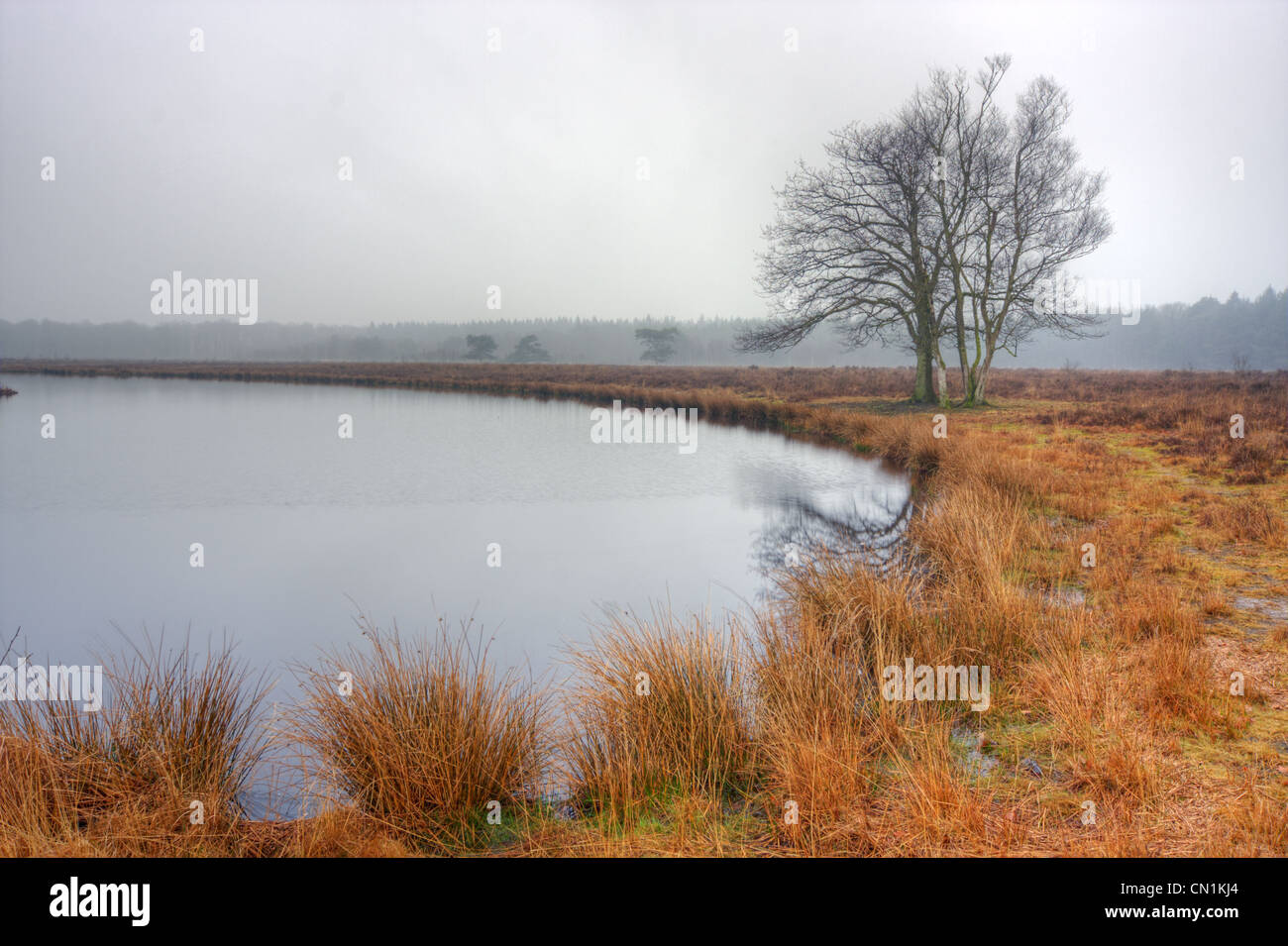 Moor molinia caerulea hi-res stock photography and images - Alamy