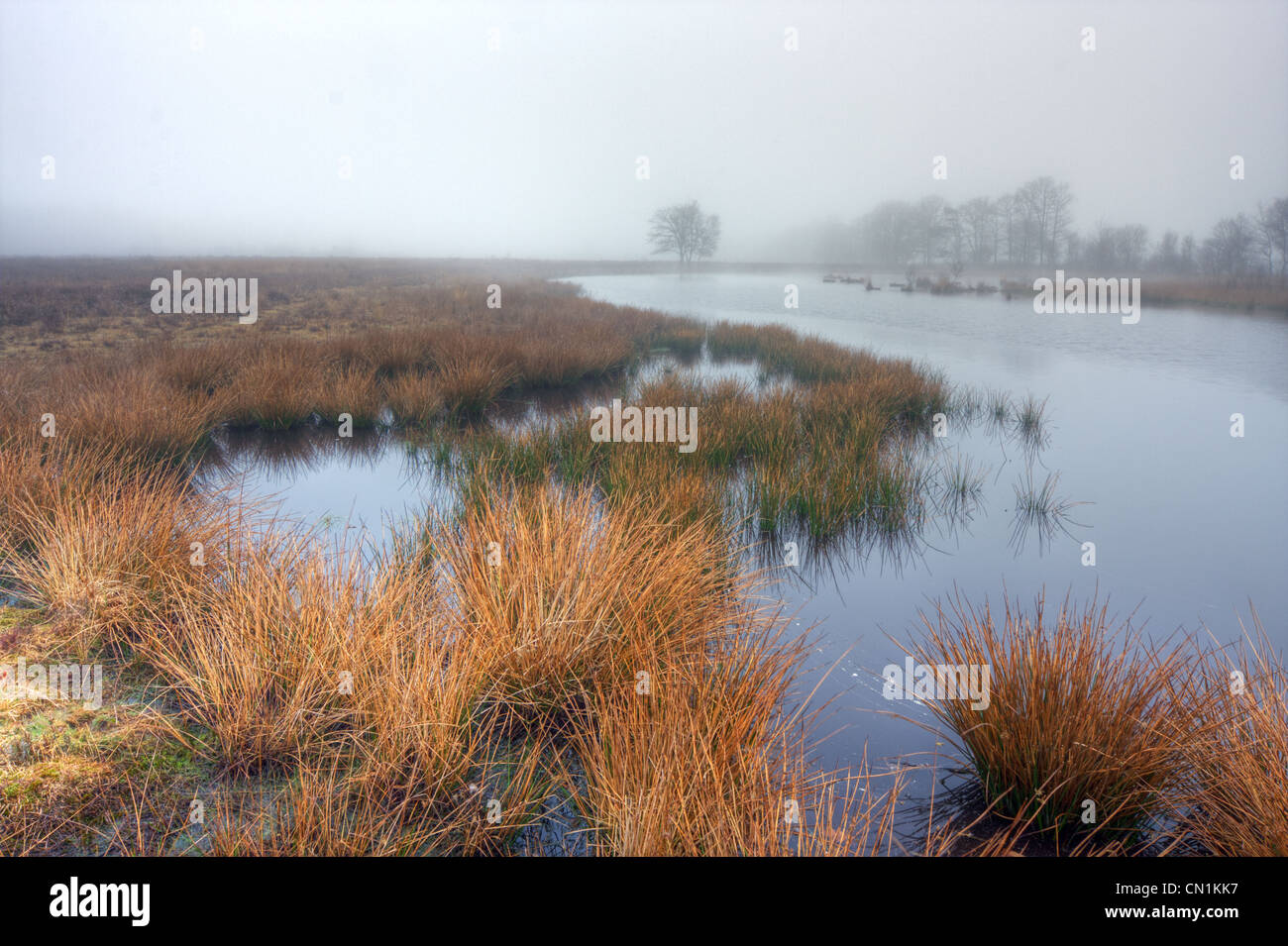 Heath rush hi-res stock photography and images - Alamy