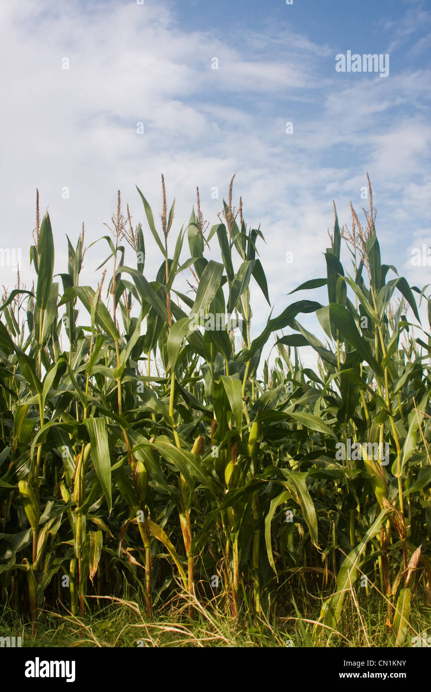 A maize field under a blue sky with white clouds Stock Photo - Alamy