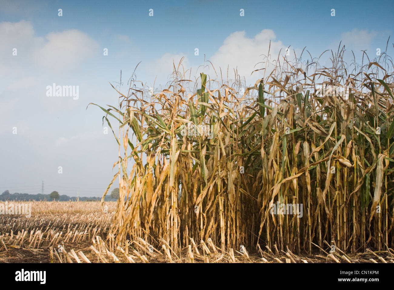 A maize field at harvest time Stock Photo - Alamy