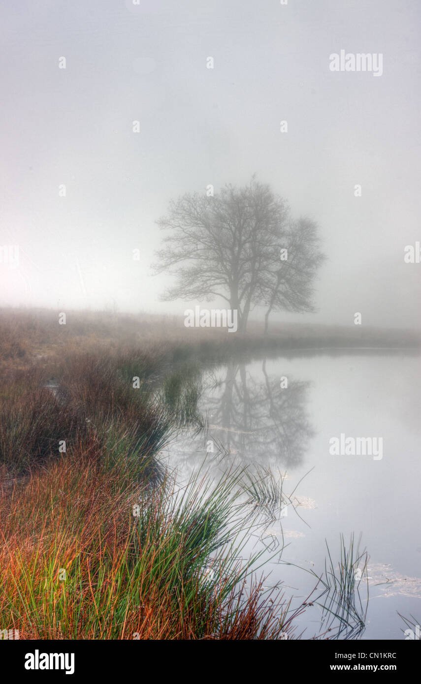 On a hazy day in autum a lonely oak tree reflects in the smooth water ...