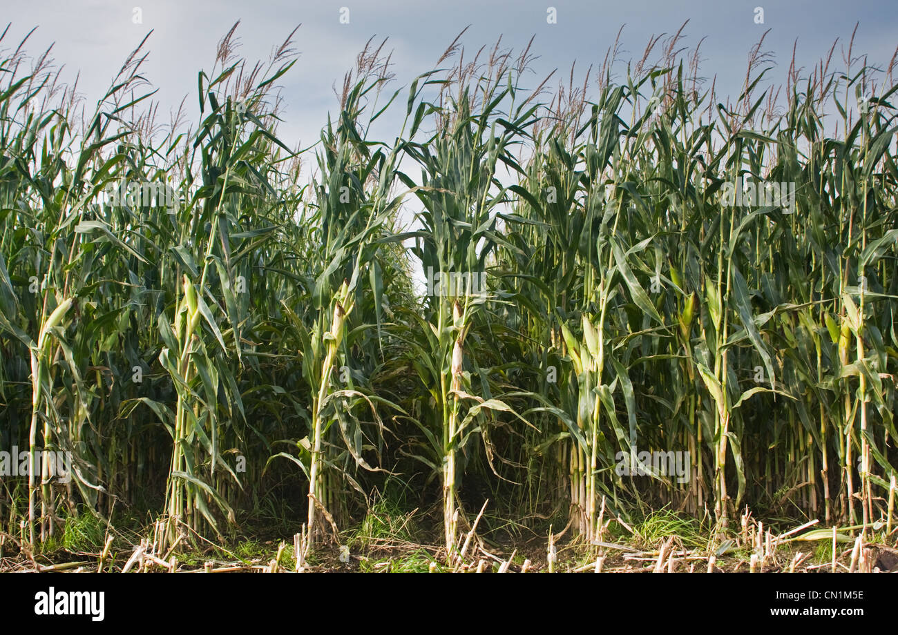 A maize crop Stock Photo - Alamy