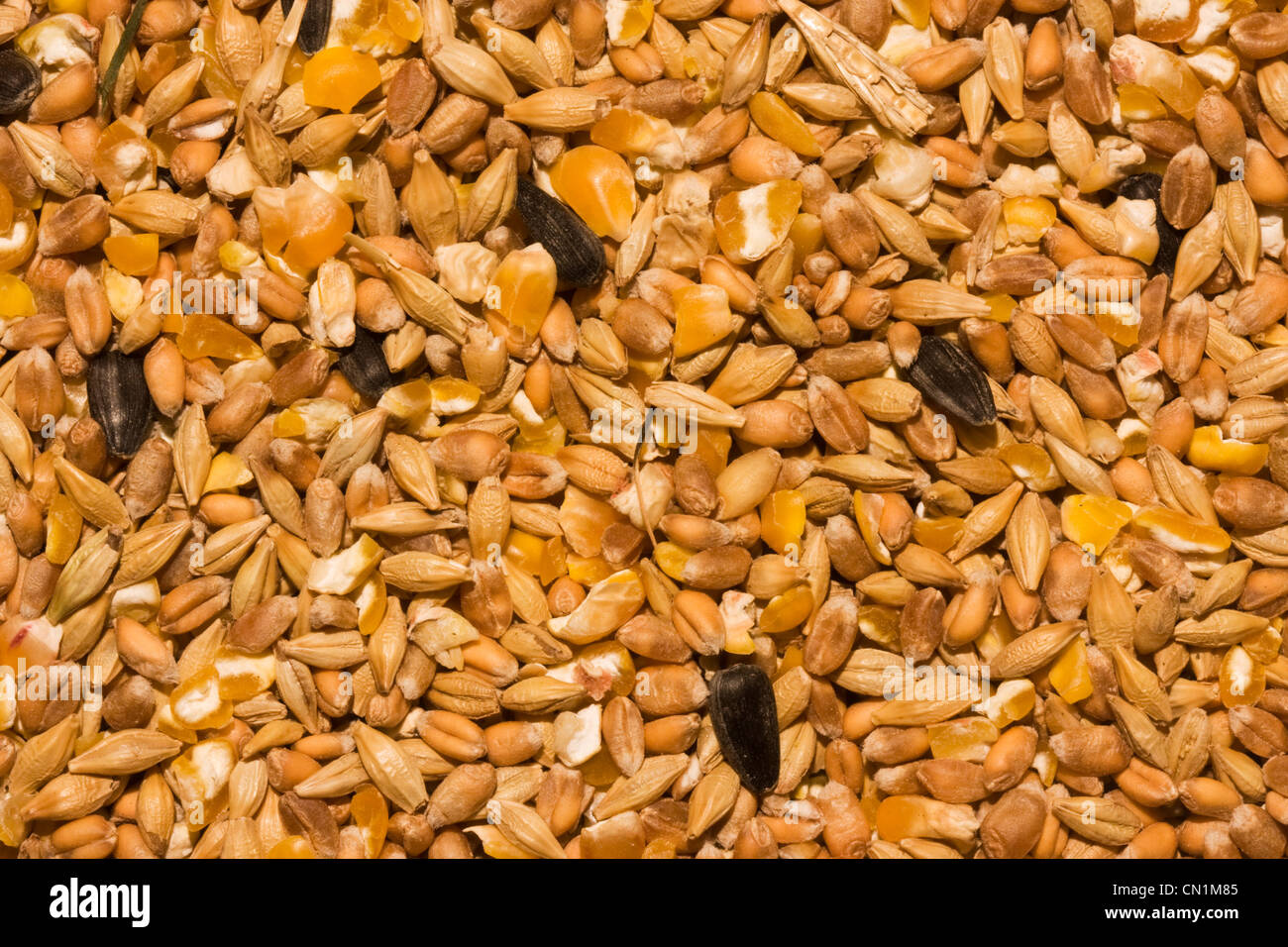 Fodder corn hi-res stock photography and images - Alamy