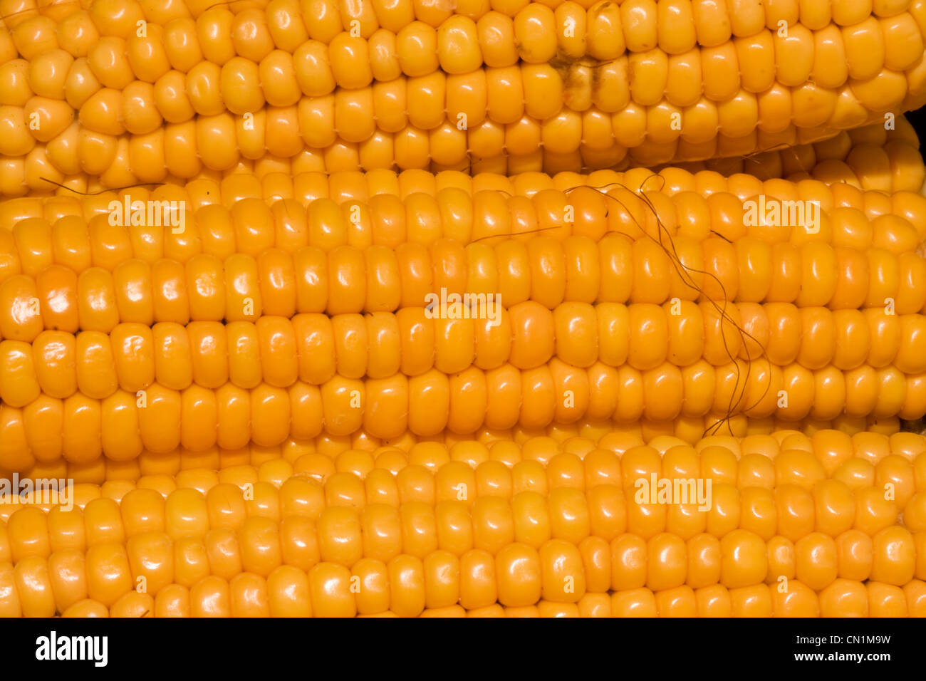Tree maize ears Stock Photo - Alamy